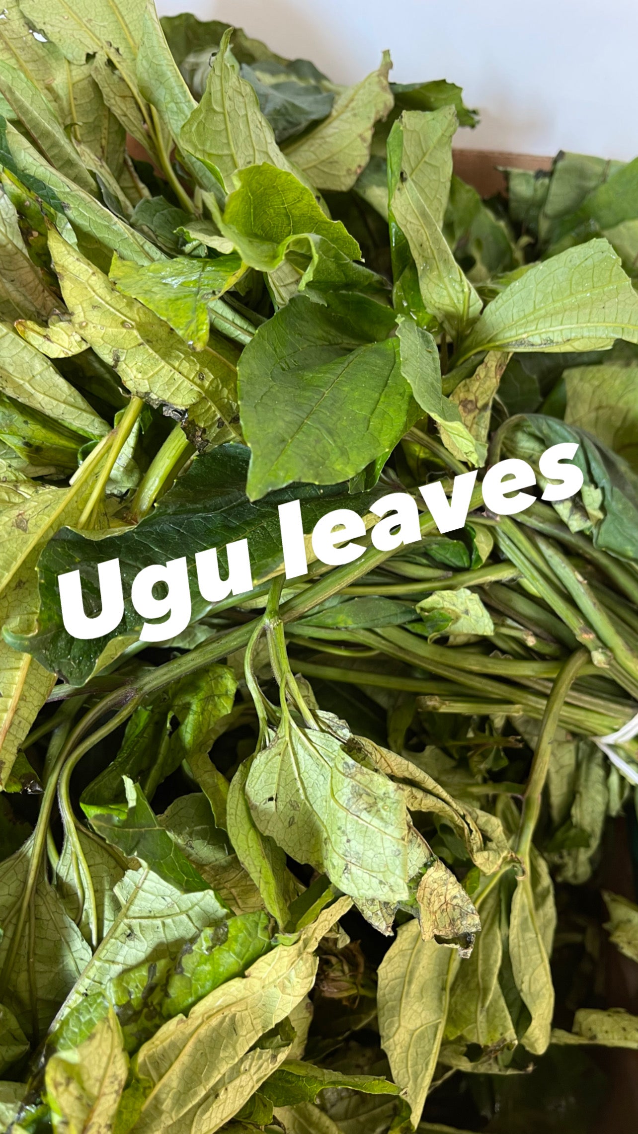 Pre Order Fresh Ugwu leaves (5 Bunches) – SO AFRICAN FOODS