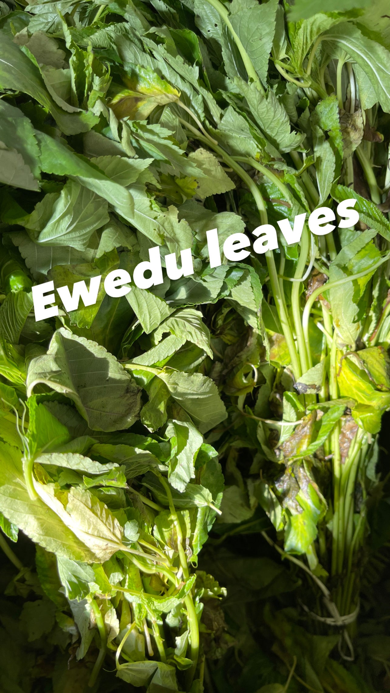 Pre Order Ewedu (5 Bunches) – SO AFRICAN FOODS