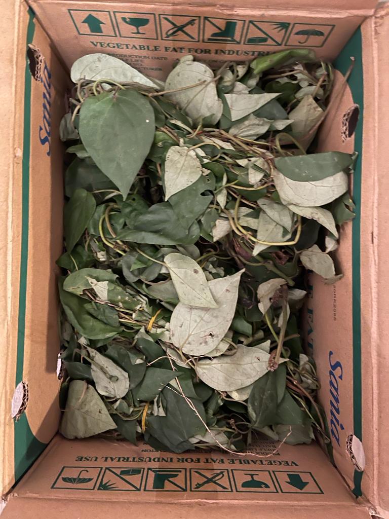 Pre Order Uziza Leaves (5 Bunches) – SO AFRICAN FOODS